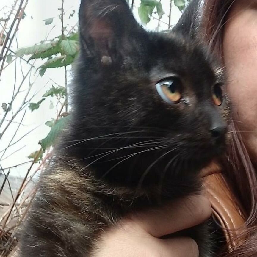 Кошечка трехцветка