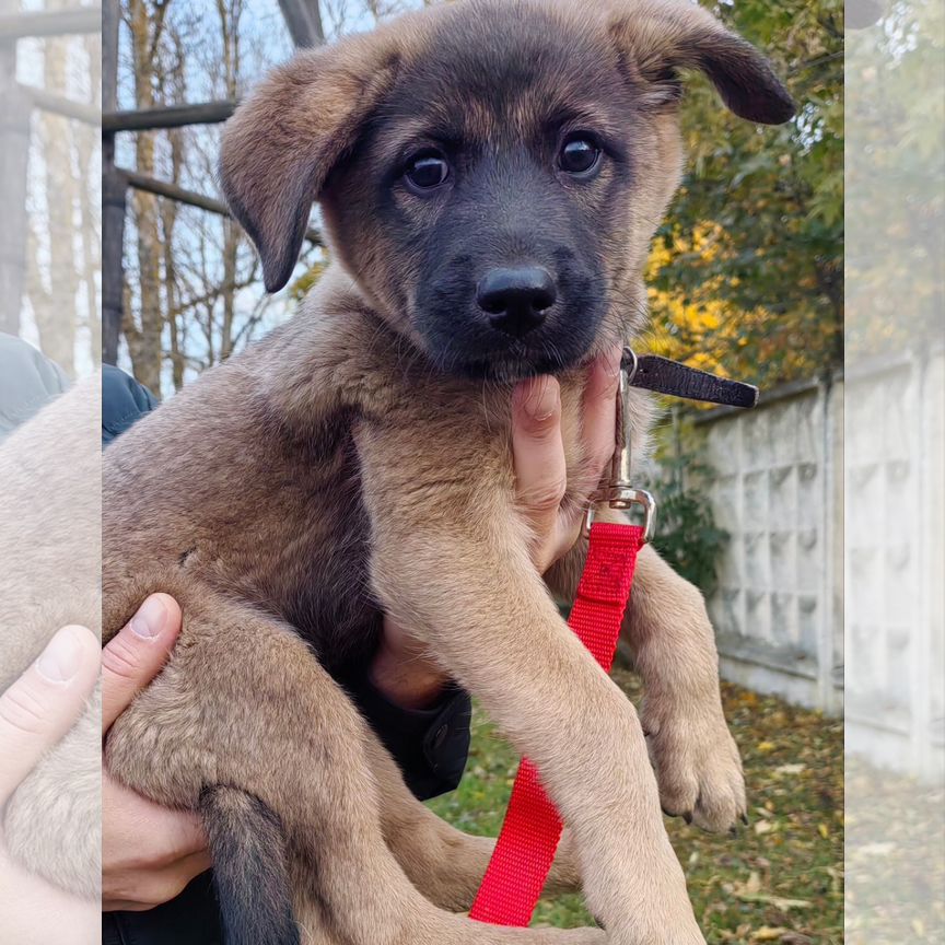 Щенок в добрые руки бесплатно