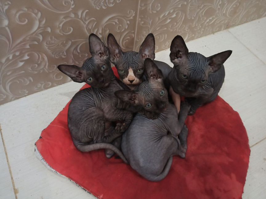 Продажа чистокровных котят Канадского сфинкса