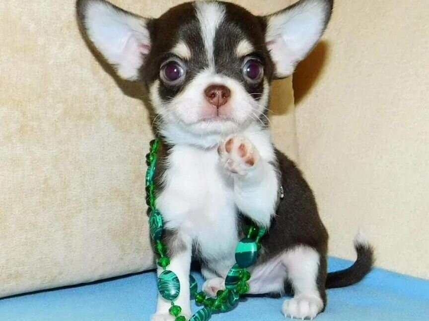 Щенки чихуахуа