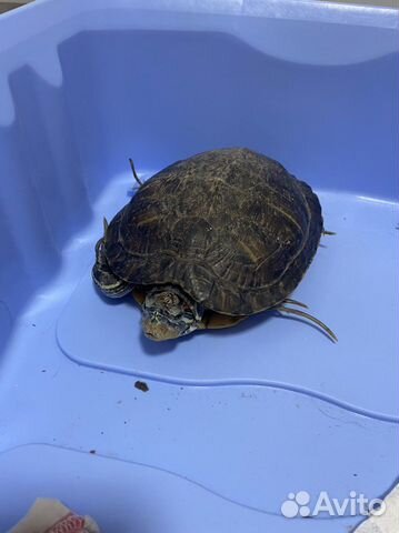 Черепаха