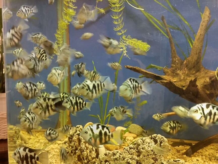 Сапфировый попугай