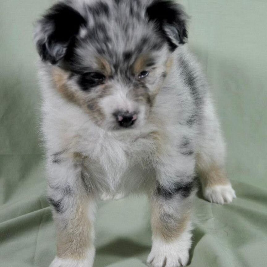 Щенки аусси- австралийская овчарка