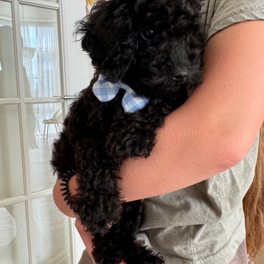 Щенки той-пуделя