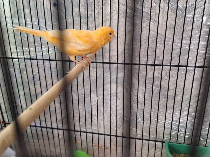 Канарейки и щегол