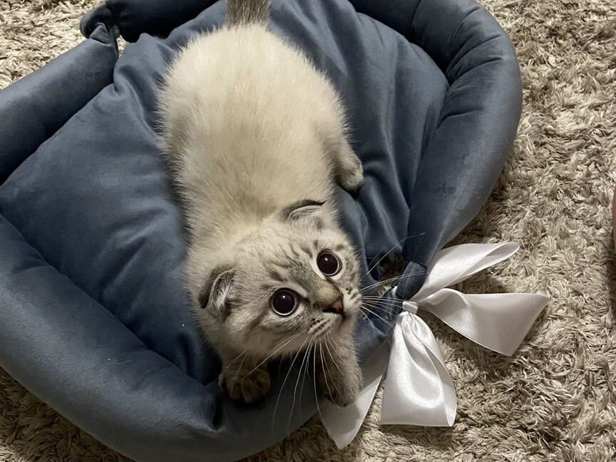 Лежанка для кошек