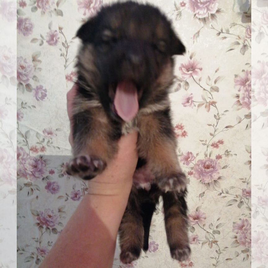 Немецкая овчарка, щенок