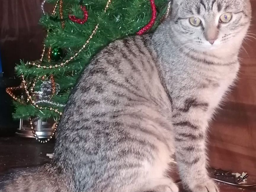 Кошка