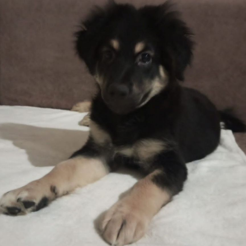 Щенок в добрые руки