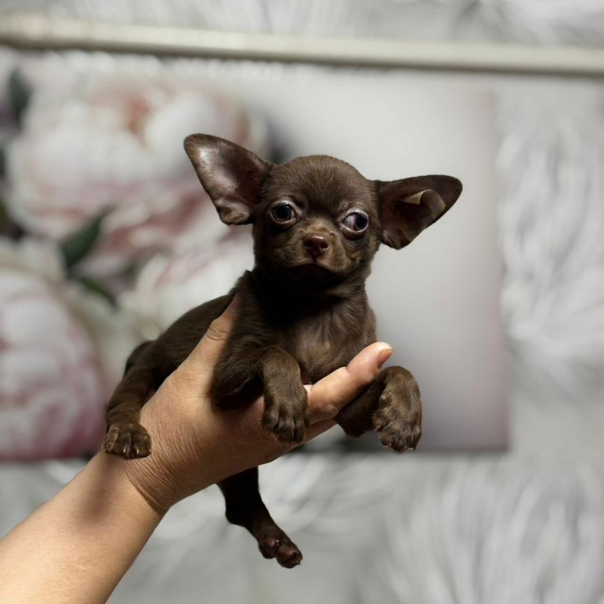 Чихуахуа Шоколадный мальчик