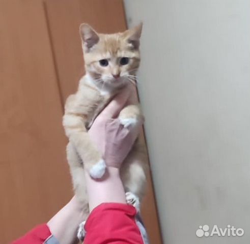 Рыжее солнышко (котик)