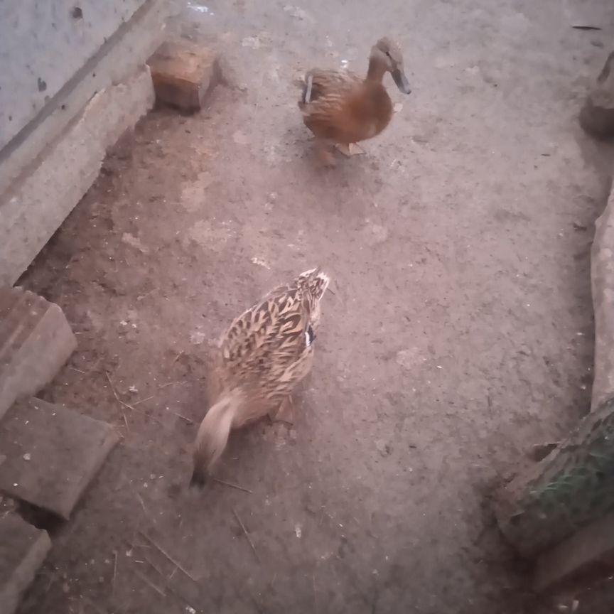 Подсадные утки