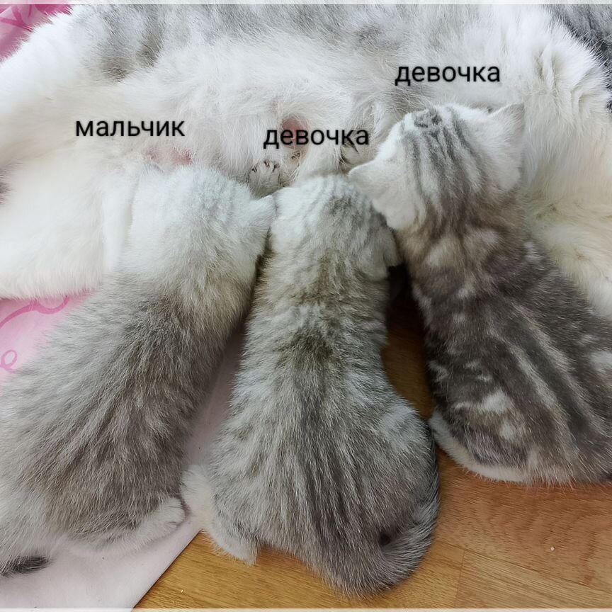 Шотландский вислоухий короткошёрстный котёнок