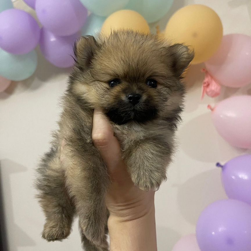 Померанский шпиц мини девочка
