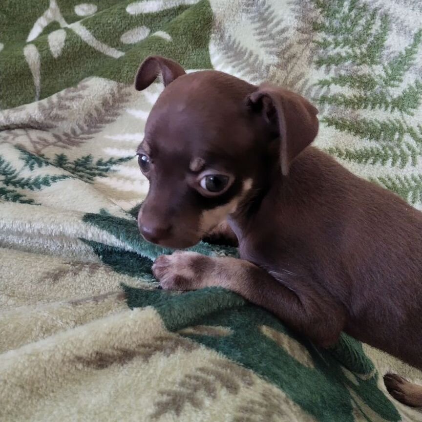 Русский той-терьер мини