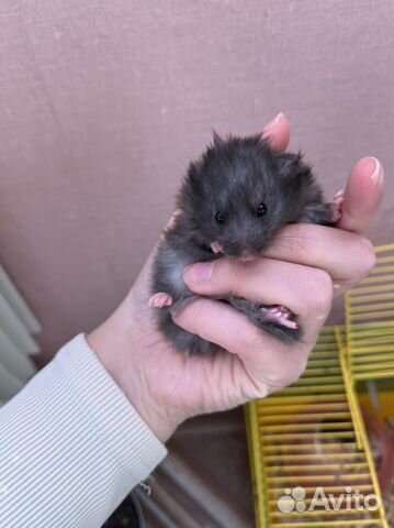 Сирийский хомяк