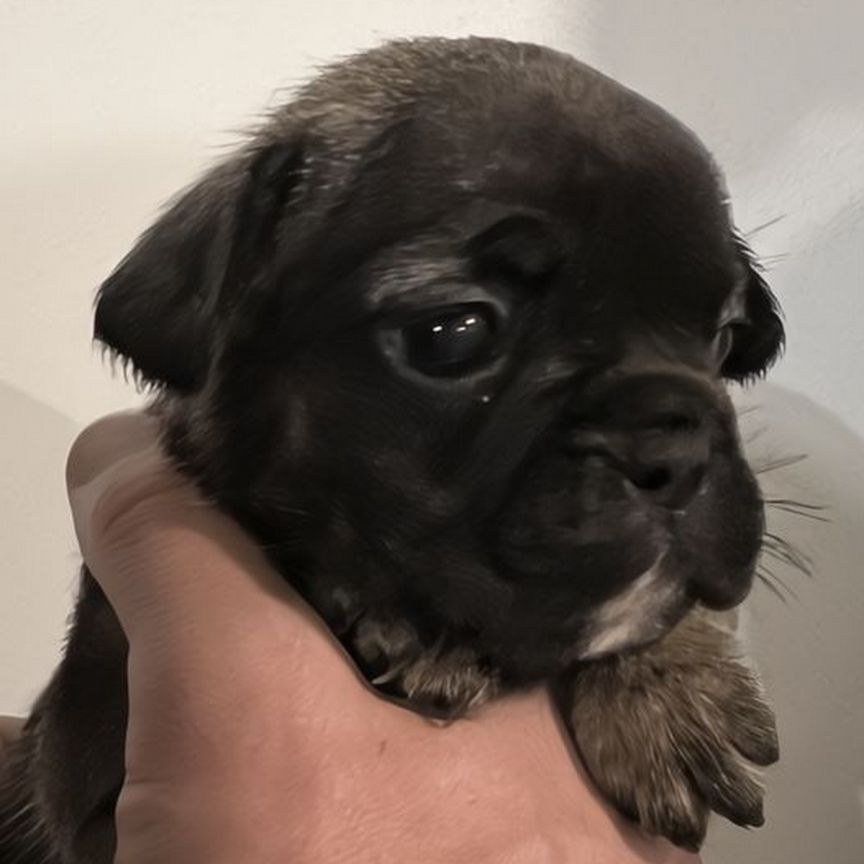 Французский бульдог, щенок