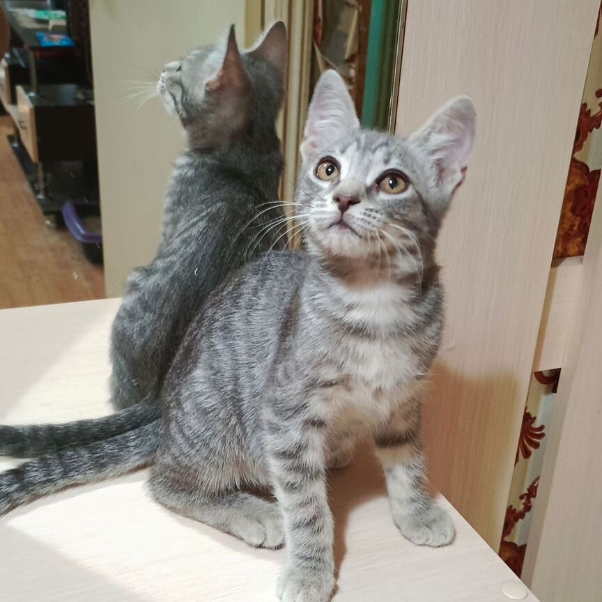 Маленькая кнопочка ищет семью