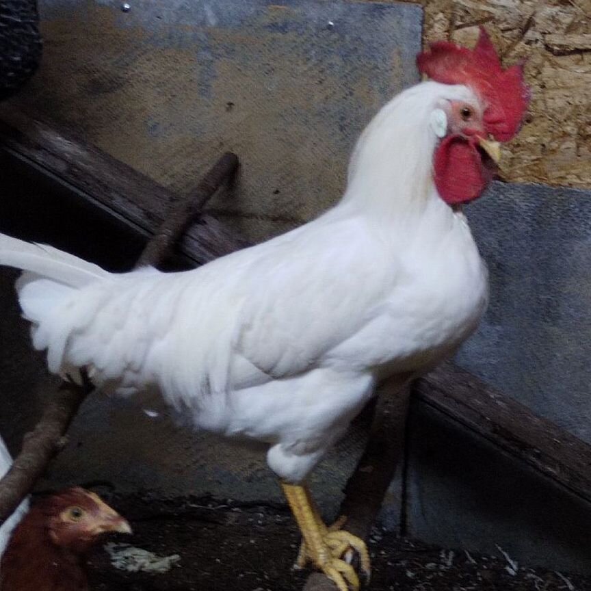 Молодой петушок 5 мес. Леггорн