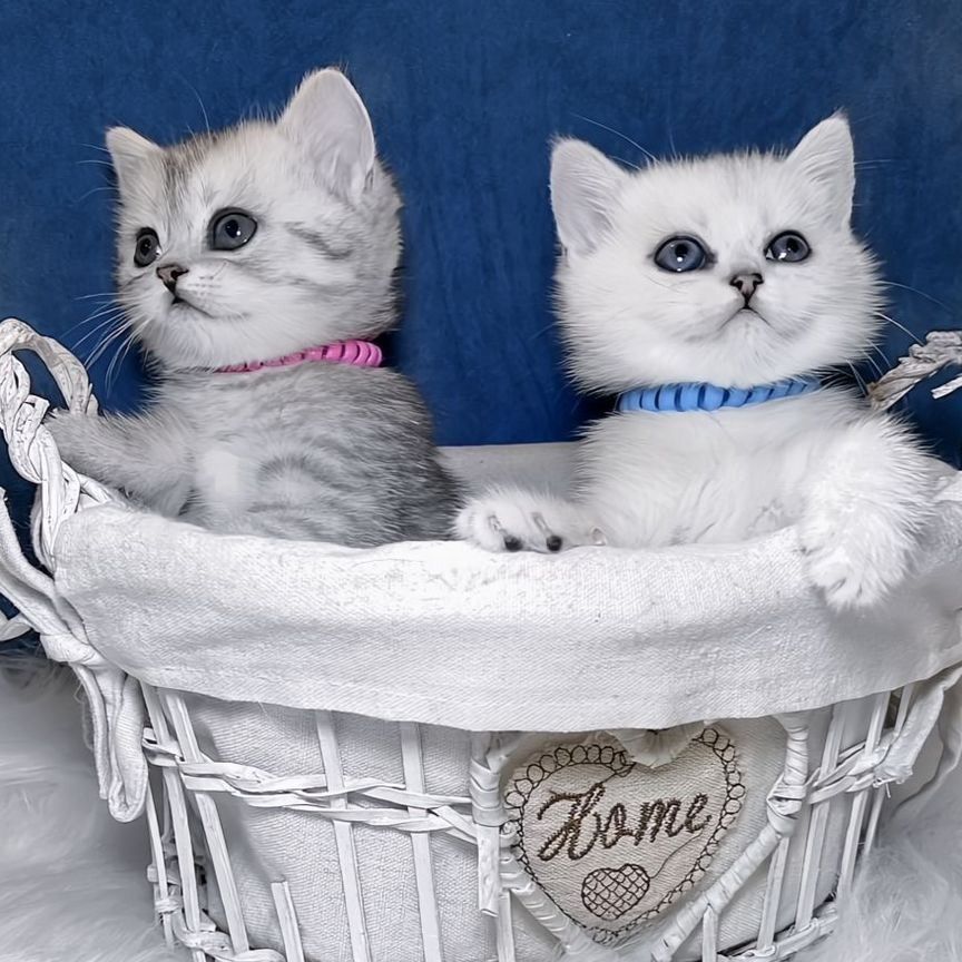 Шотландский вислоухий короткошёрстный котёнок