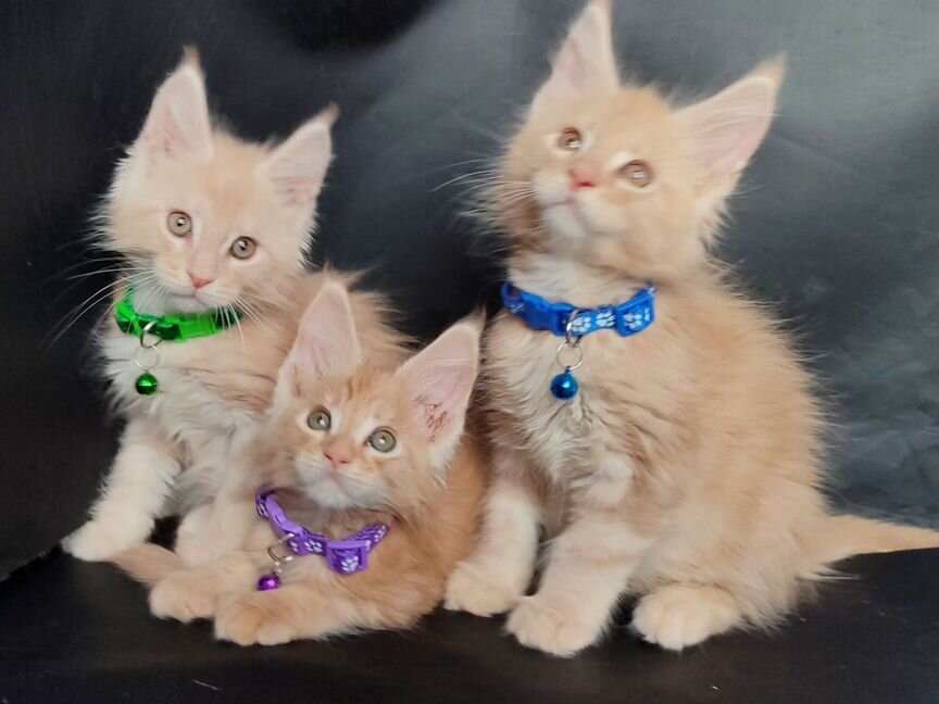 Красное серебро Мейн Кун