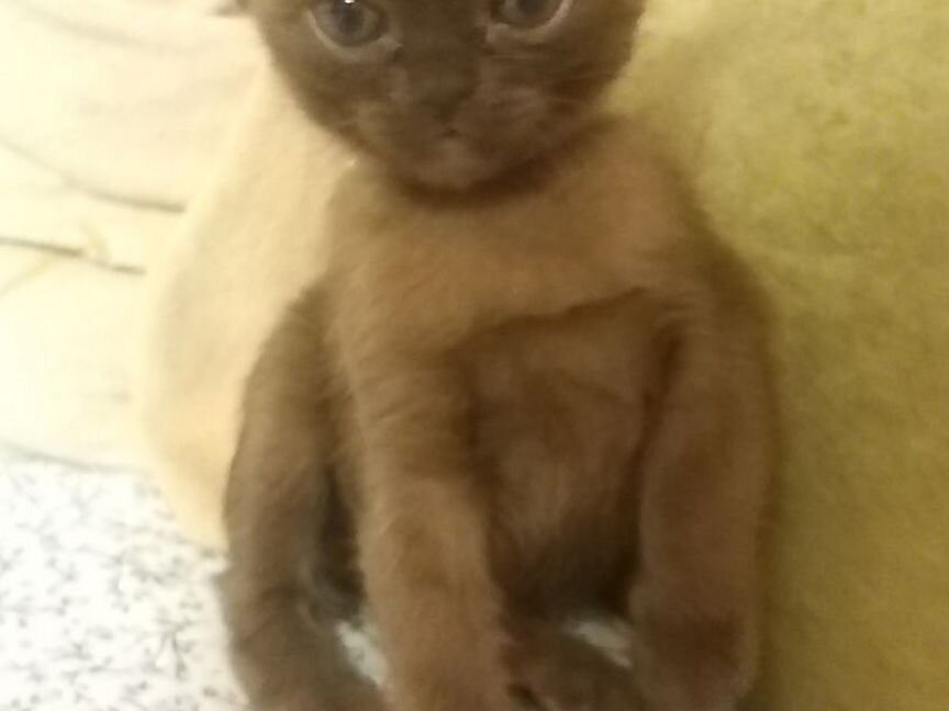Бурманские котята