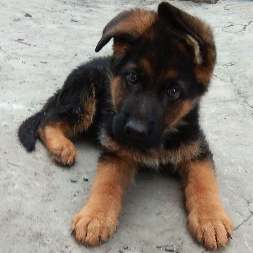 Немецкая овчарка