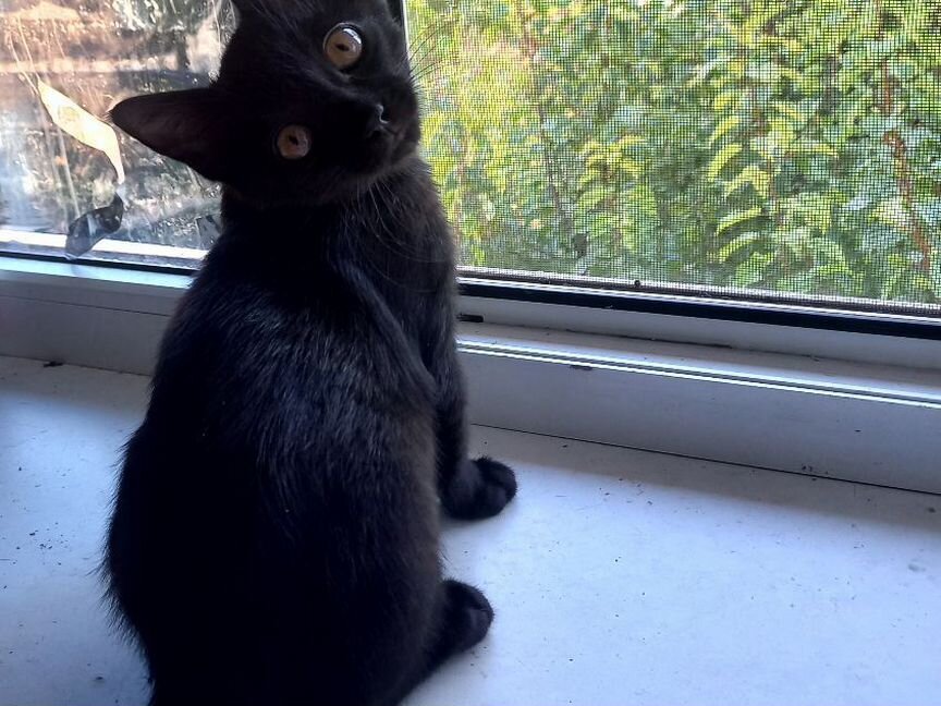 Кошки