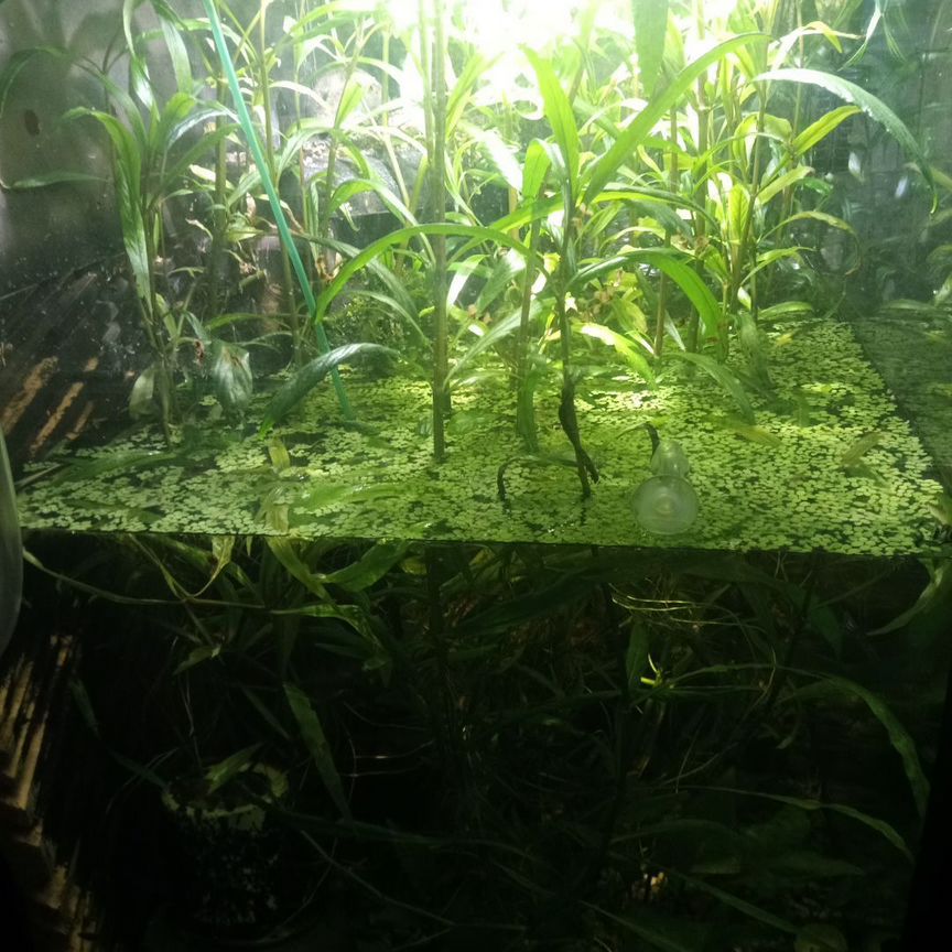 Аквариумное растение