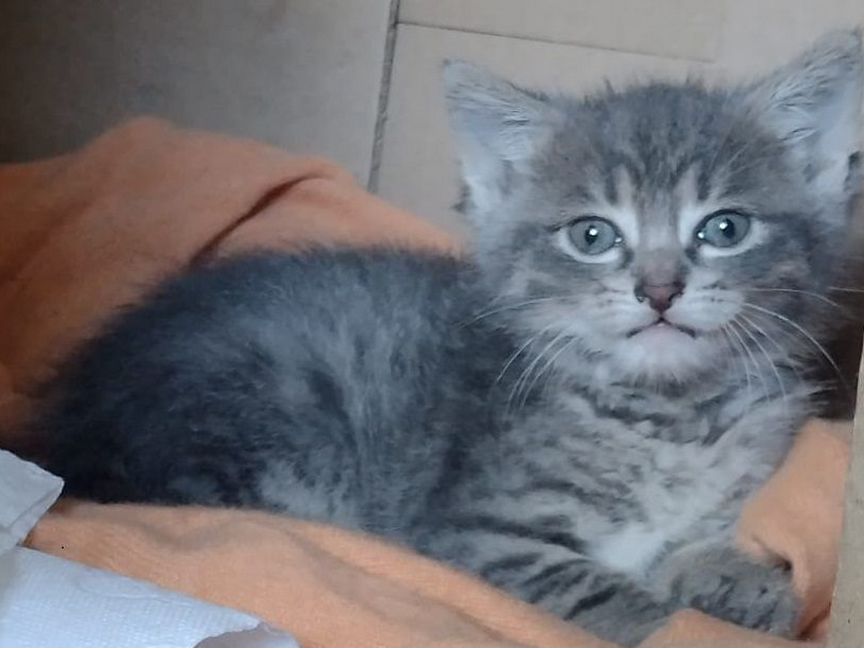 Котенок в добрые руки
