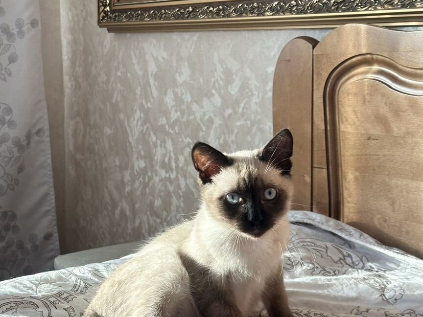 Сиамский кот