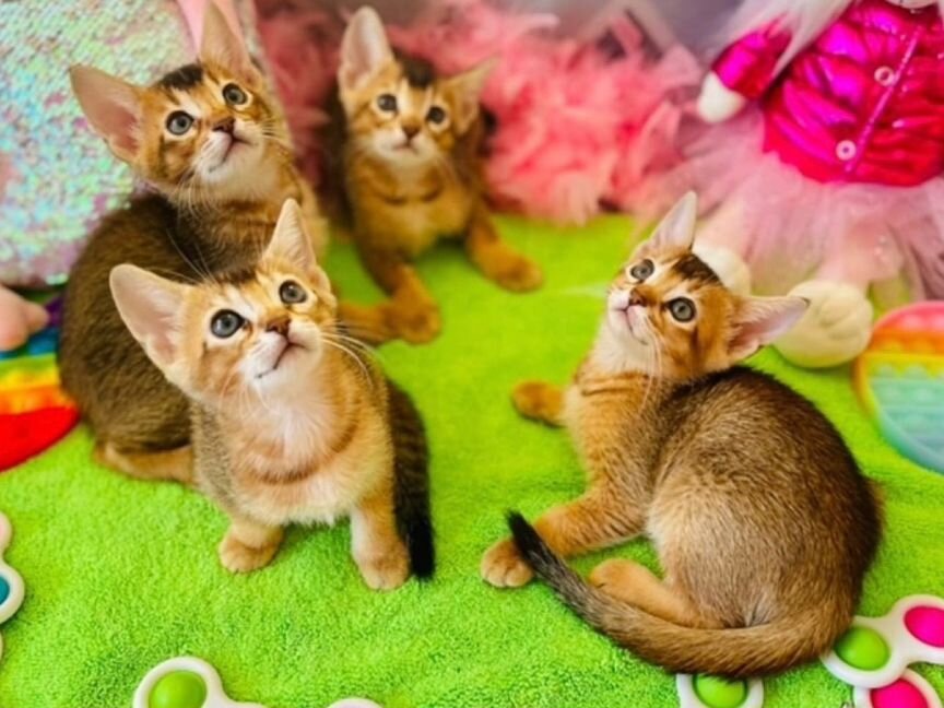 Котята