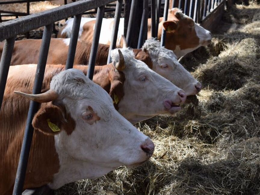 Пивная дробина