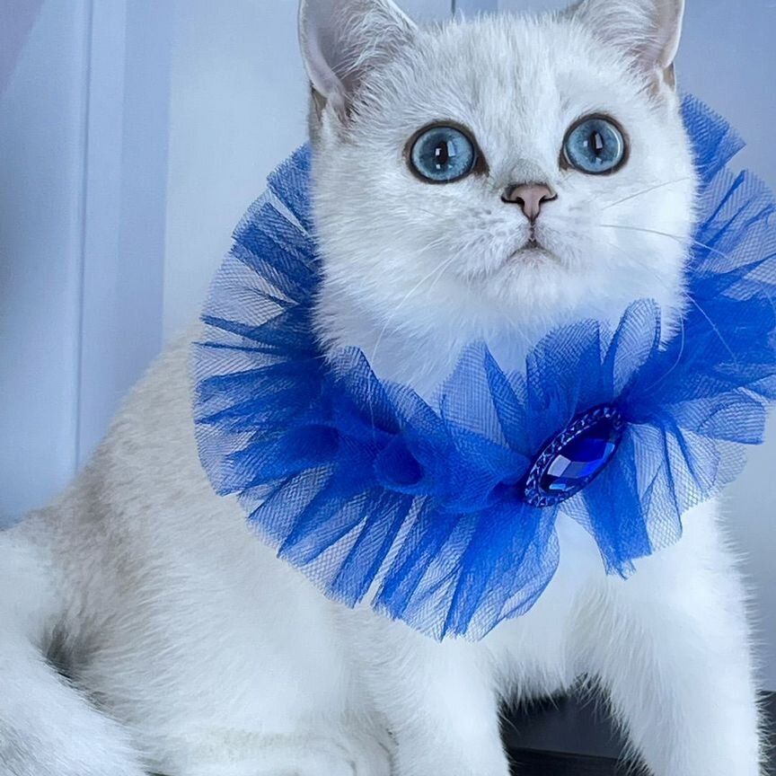 Британская синеглазая шиншилла