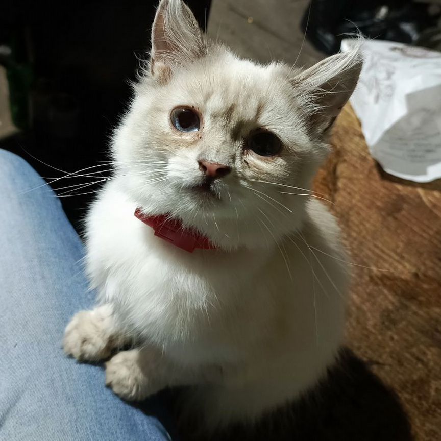 Отдам кошку