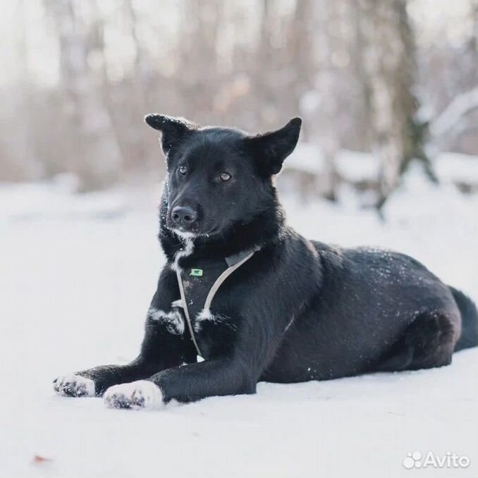 Шейла ищет дом