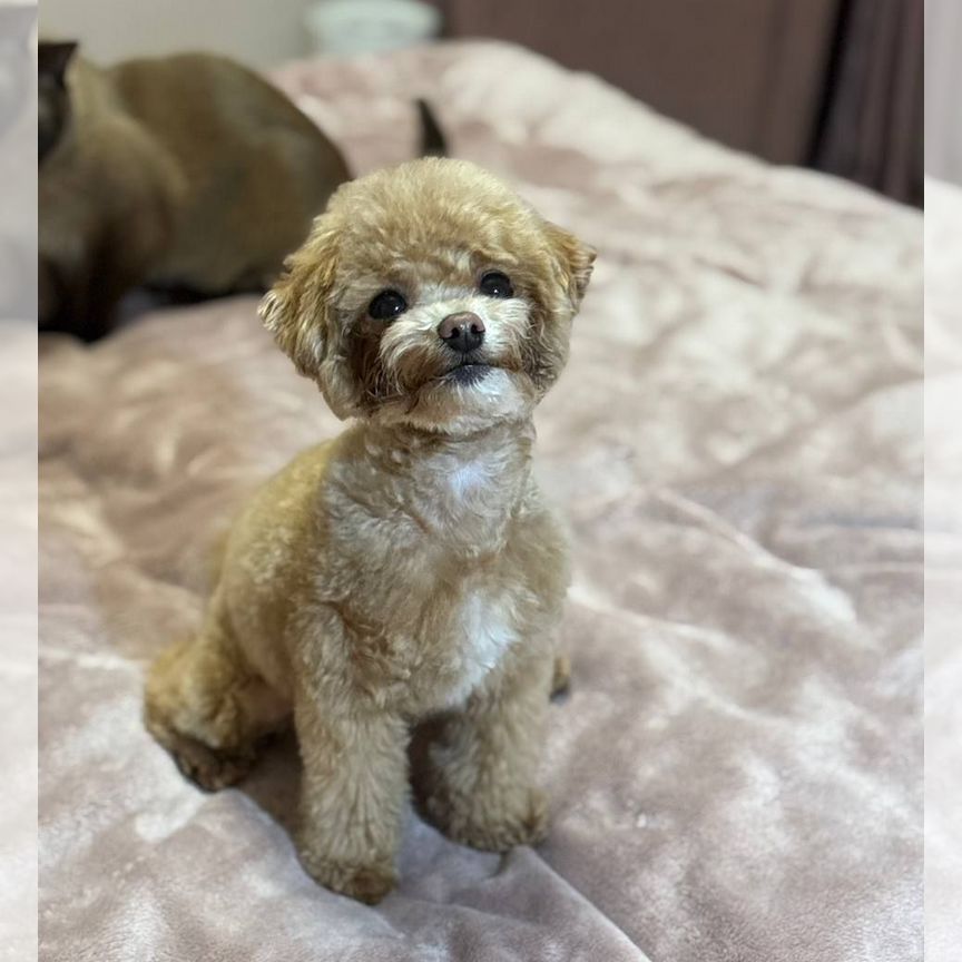 Ищем жениха