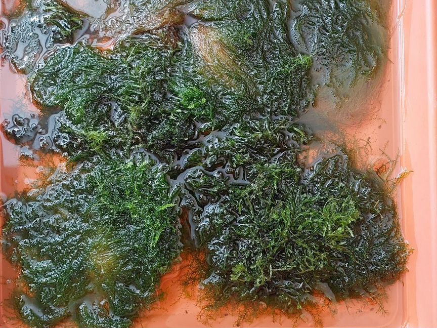 Аквариумные растения