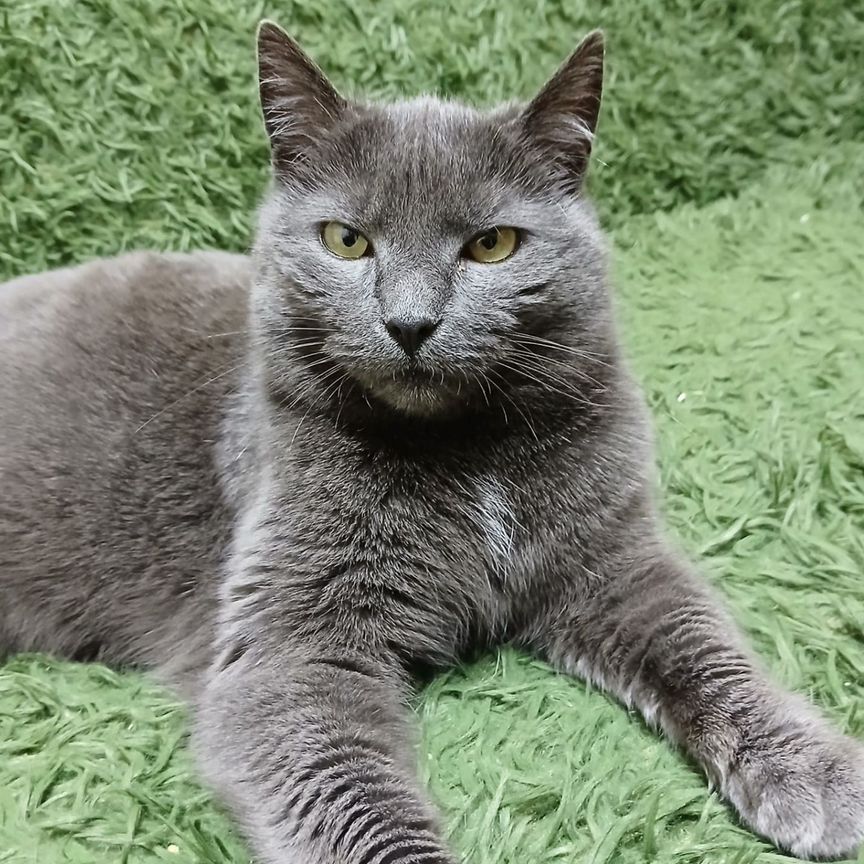 Британская короткошёрстная, взрослая кошка