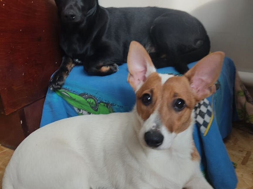 Мелкие собачки