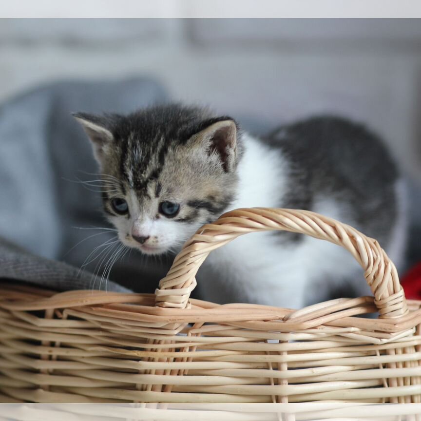 Отдам котят
