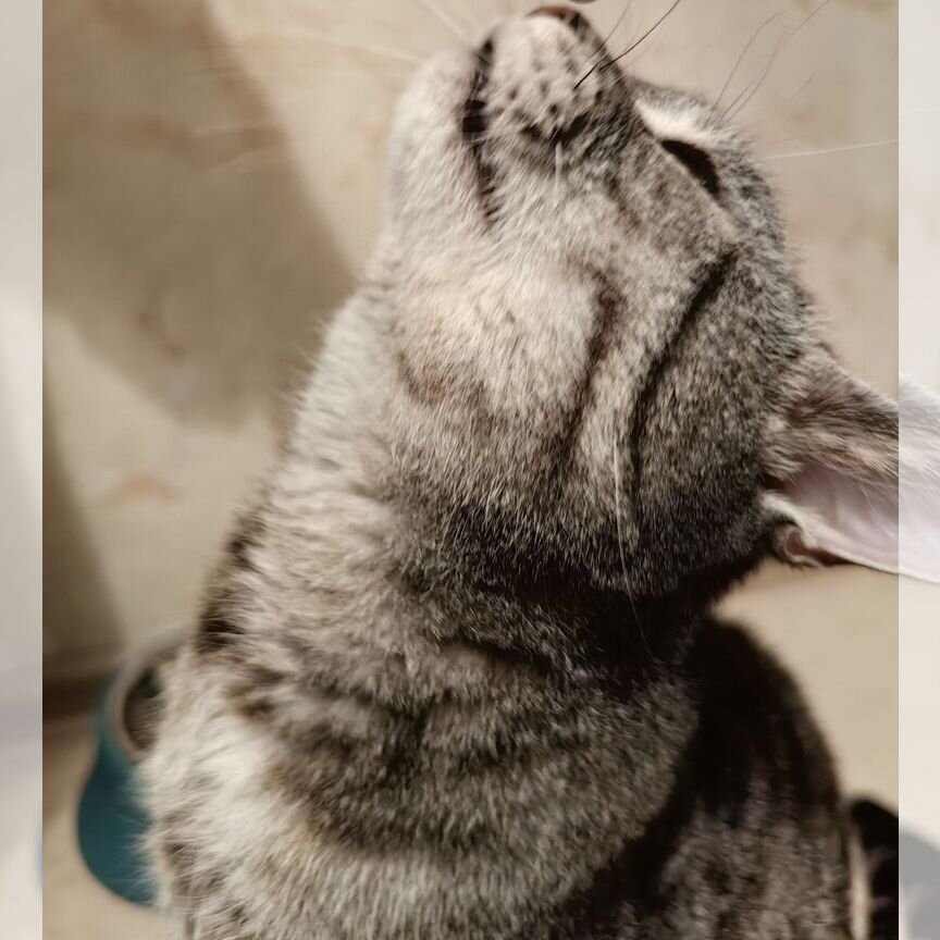Кот Кекс ищет дом