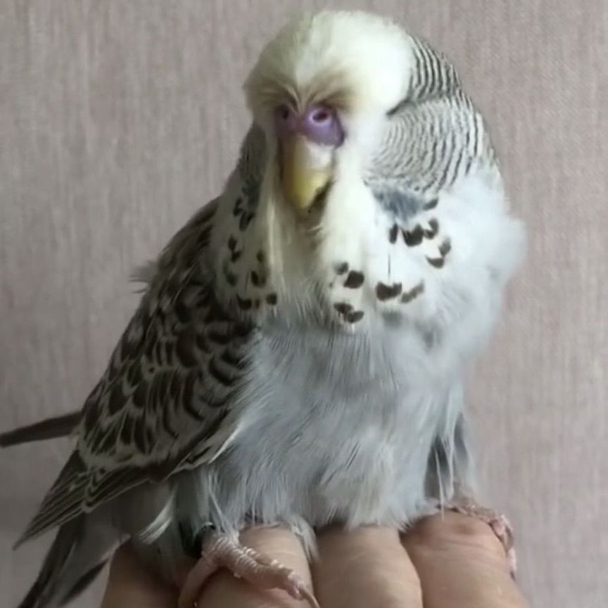 Выставочный волнистый попугай ввп Чех