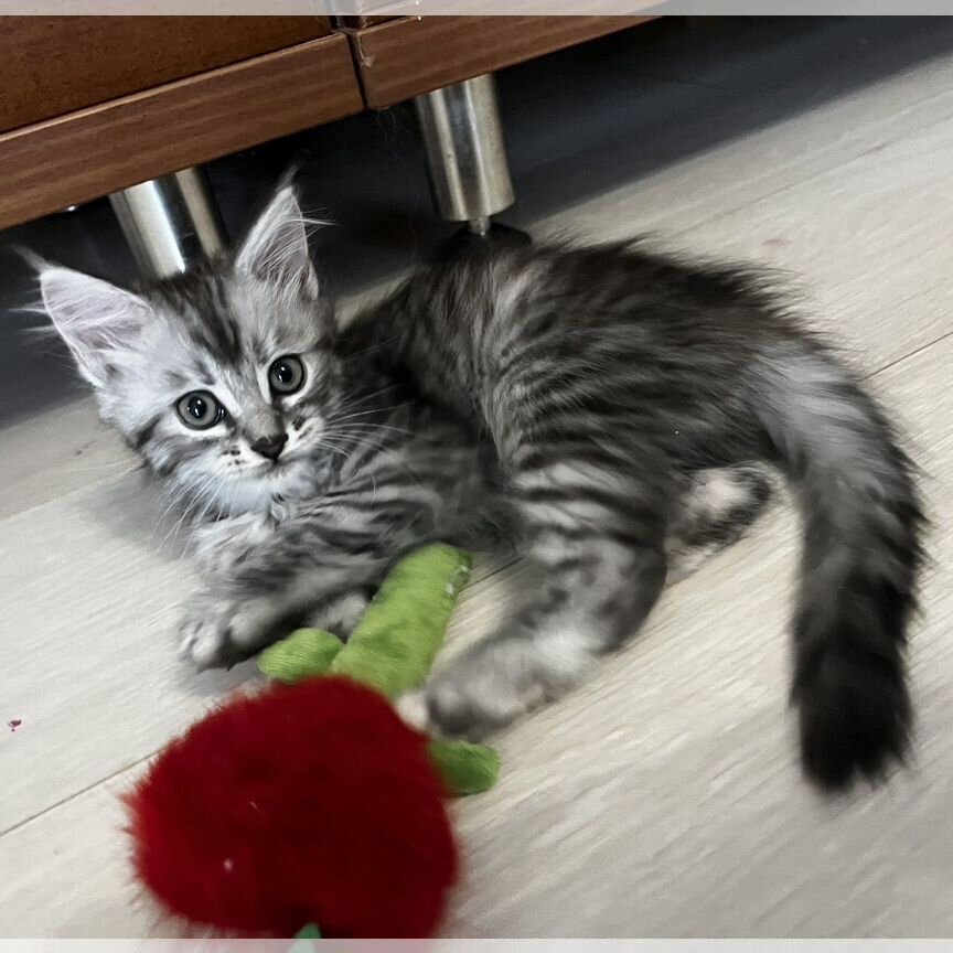 Мейн-кун котёнок