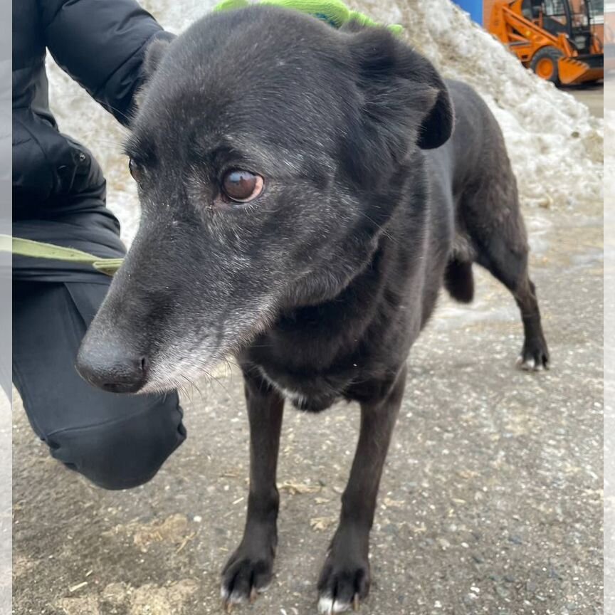 У Ночки есть мечта