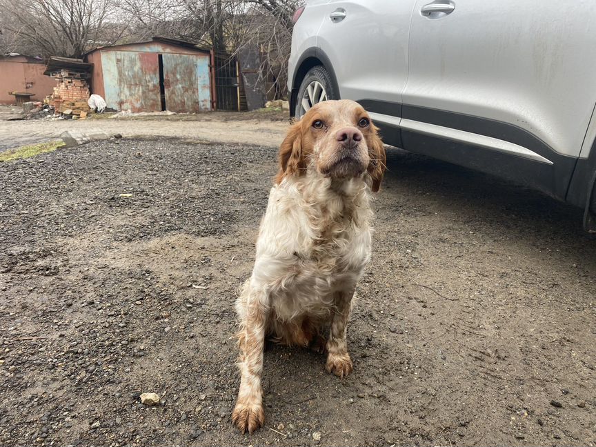 Бретонский эпаньоль
