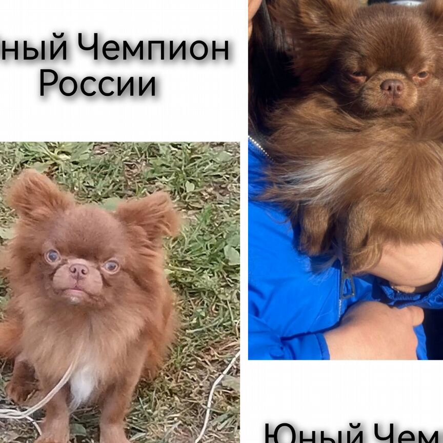 Вязка чихуахуа