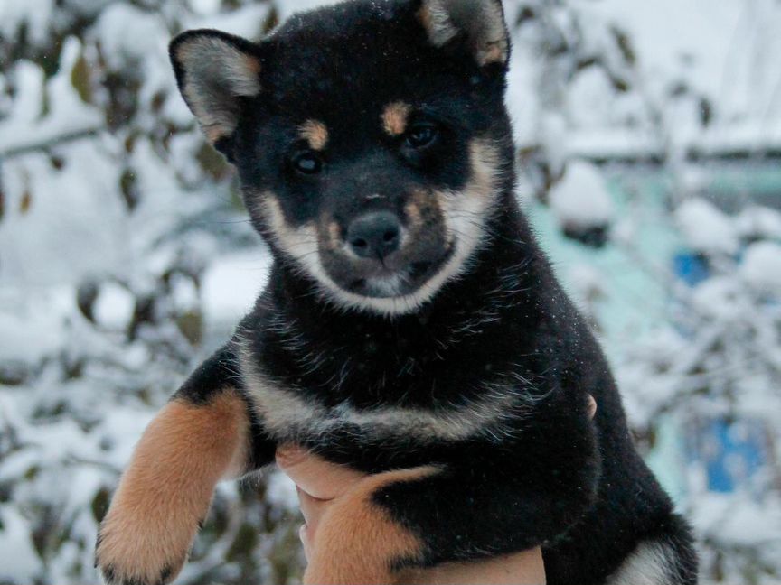 Шиба (сиба) - чёрно-подпалая f