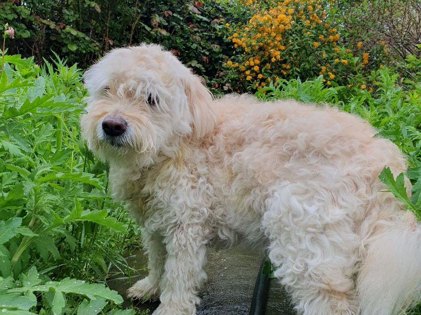 Прошу помогите найти собачку,терьер,невысокий