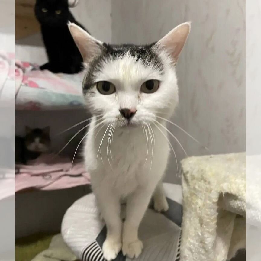 Взрослая кошка в добрые руки